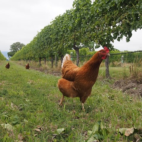 Do green credentials sell wine? | wine.co.za