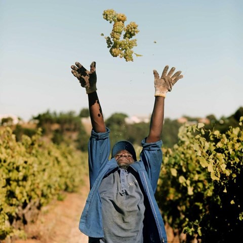 Campaign to celebrate South African wine kicks off | wine.co.za