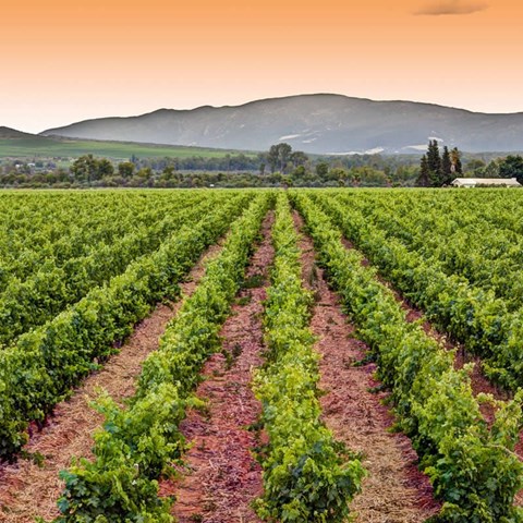 Springfield Estate | wine.co.za