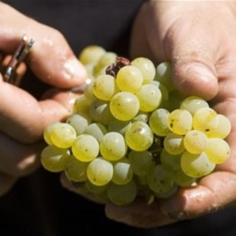 Hanepoot grape picking at Lourensford Wine Estate | wine.co.za