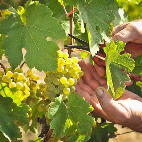Hanepoot Harvest at Lourensford Wine Estate | wine.co.za