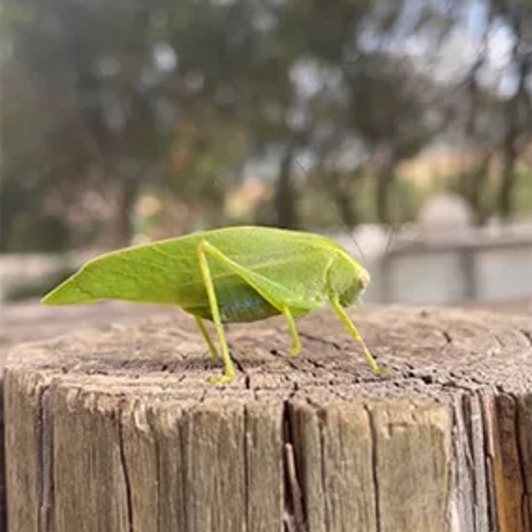 Discover the secret life of insects with Babylonstoren | wine.co.za