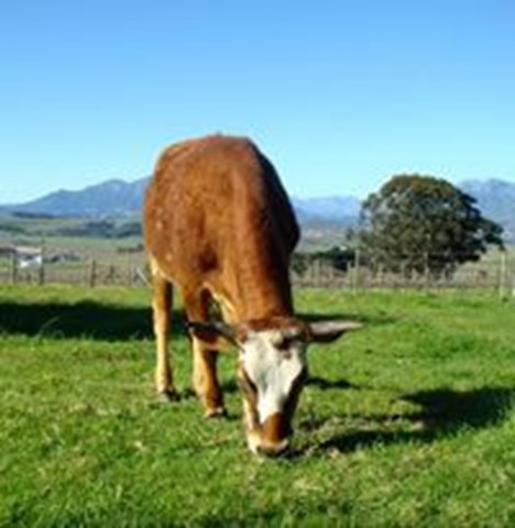 Biodynamic farming - more than a load of cow manure? | wine.co.za