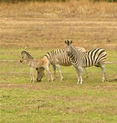 Quagga baby latest arrival at Remhoogte | wine.co.za