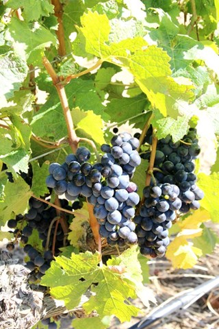 Winemaker produces drought-resistant wine | wine.co.za