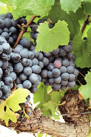 KWV’s User Generated Campaign Speaks Volumes | wine.co.za