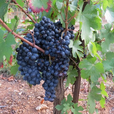 Steenberg Ruby Rosé 2017 & my Deconstructed Sushi | wine.co.za