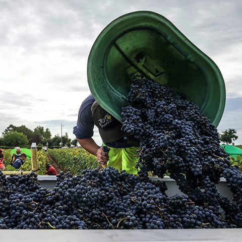World wine crop drops dramatically | wine.co.za