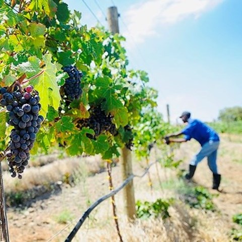 SA expects smaller wine grape crop as harvest commences | wine.co.za