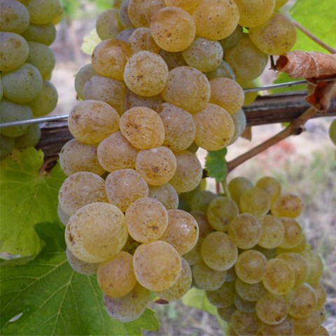 What do ‘noble grapes’ mean in wine? | wine.co.za