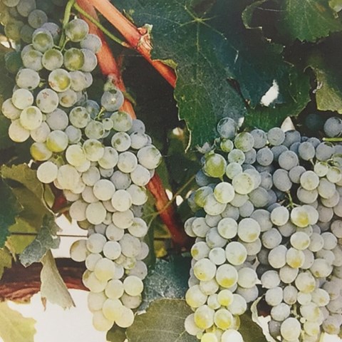 Uncut gems: Indigenous South African wine grape cultivars and their ...