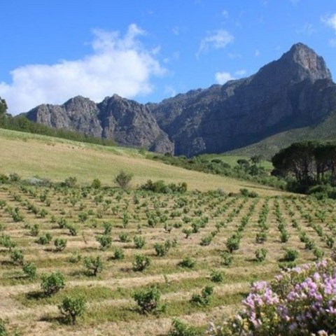 South Africa’s pioneering project is proving the value of old vine ...