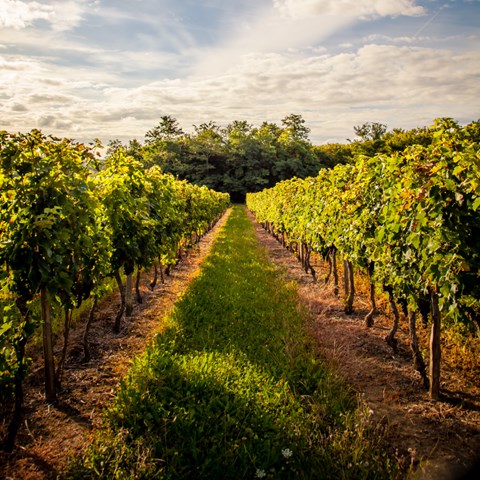 SA’s vineyards need climate-proofing | wine.co.za