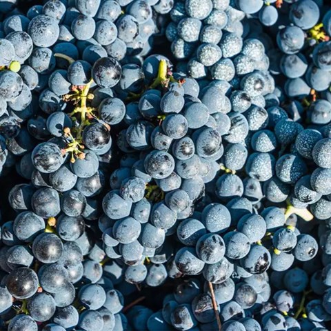 Syrah - a guide to the basics | wine.co.za