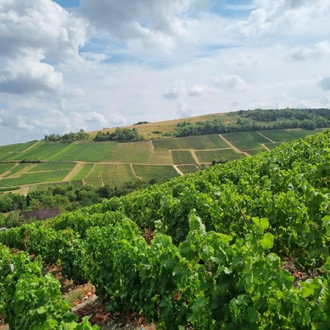 Team Diemersdal voyages to the soul of Sauvignon Blanc in Sancerre ...