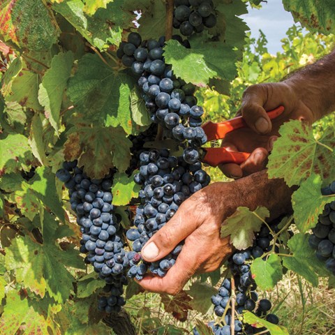 Tracing wine's authenticity through terroir | wine.co.za