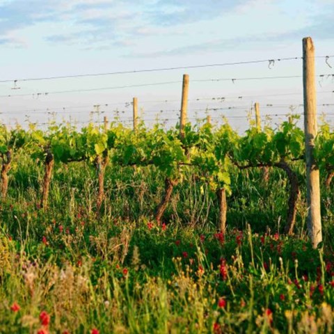 Does biodynamic farming improve wine? Experts weigh in | wine.co.za