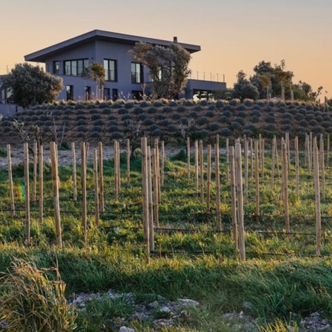 After 7 000 years, Turkish wines are hitting the big time | wine.co.za