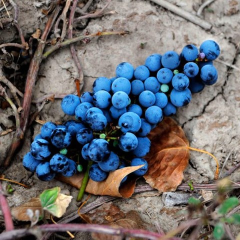 Argentina had one of its smallest grape harvests in its history - here ...