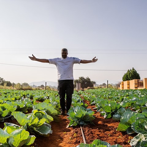 Humble heritage crops impress foodies at new culinary competition ...