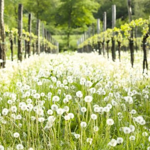 How to control weeds in a viable vineyard enterprise | wine.co.za