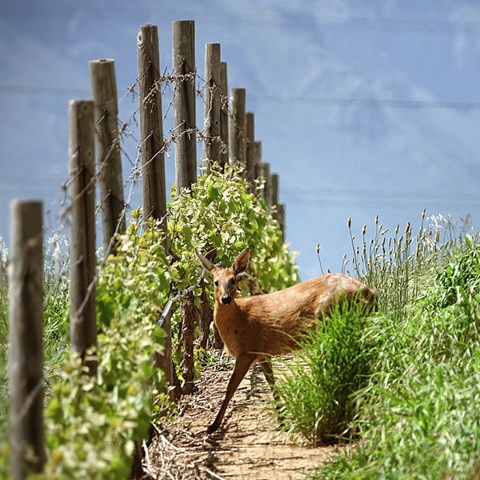 All creatures great and small | wine.co.za