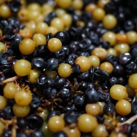 The science of grape co-fermentation | wine.co.za