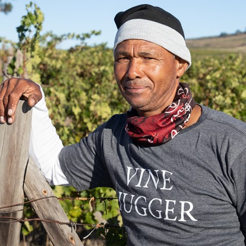 A homecoming celebration: Reyneke Wines’ Cornerstone project delivers ...