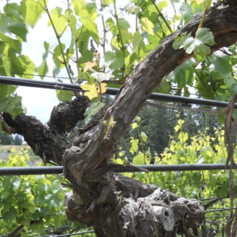 A simple vineyard strategy cuts water usage by one-third | wine.co.za