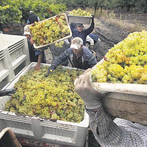 Gene-edited grapes aim to help winemakers avoid sulfites | wine.co.za