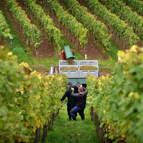 A quick German wine harvest with good qualities and average yields ...
