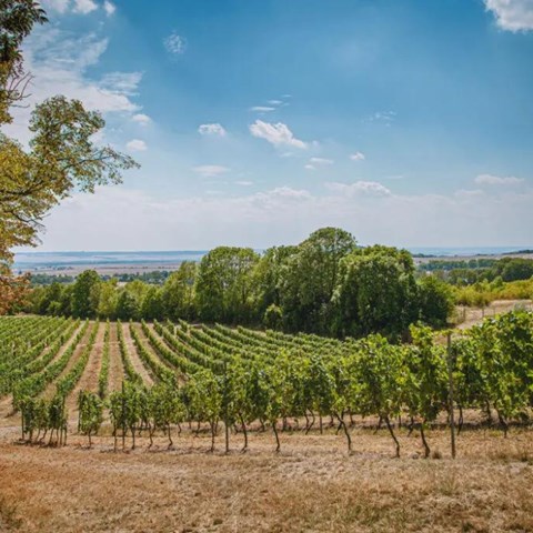 Devastated by communism, Czech wine is making a comeback | wine.co.za