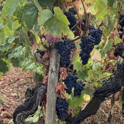 Reviving Baga, the star grape of Portugal’s Bairrada Region | wine.co.za
