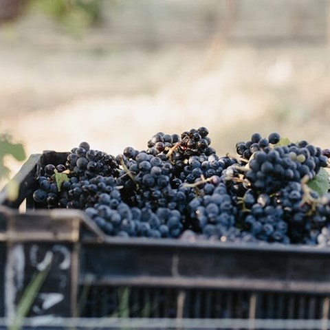 Harvest news, new wine launches and more with Simonsig | wine.co.za