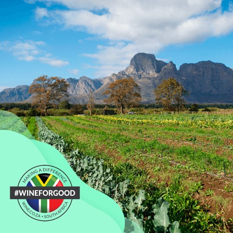 Five wine producers driving sustainable environmental change | # ...