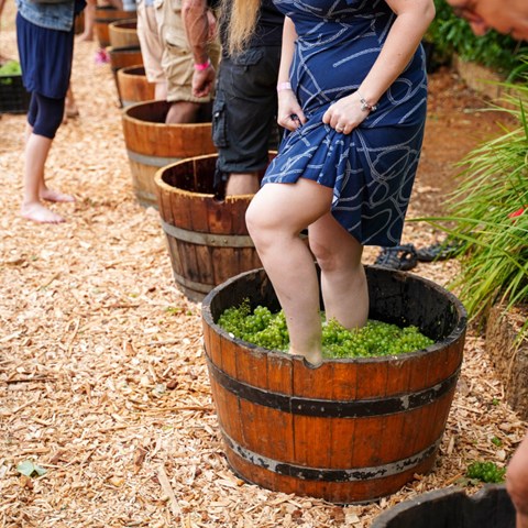 The best wine harvest festivals in the Cape Winelands - Part 1 | wine.co.za