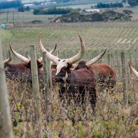 Hartenberg Wine Estate achieves SA's first regenerative viticulture ...