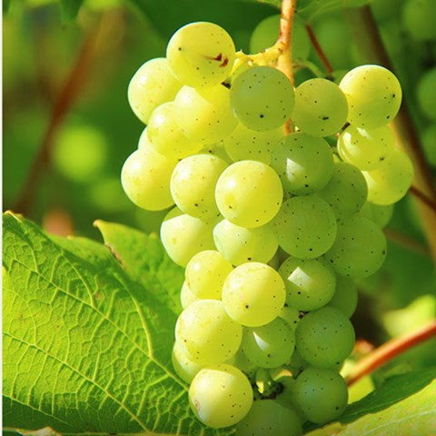 Bold beginnings: Commemorating legacy with Bellingham | wine.co.za