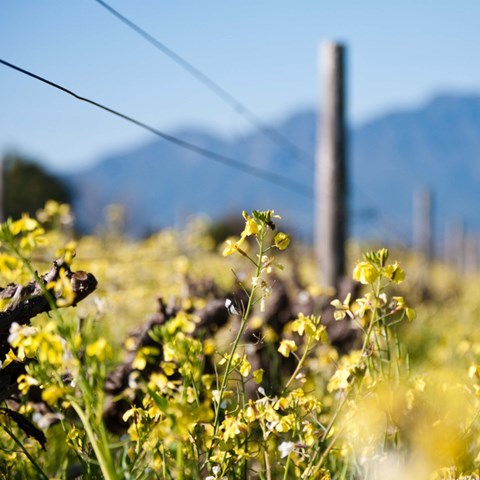 The going green conversation: Trends in organic wine | wine.co.za