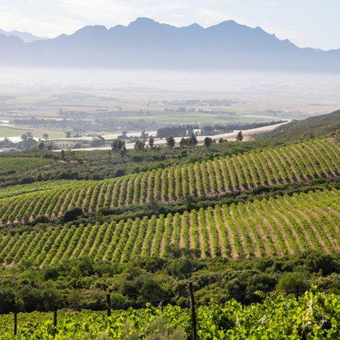 Taking off at a tangent: Cape wine farms off the beaten track | wine.co.za