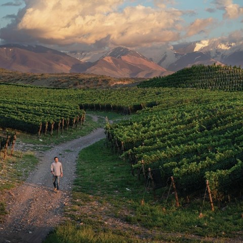 Bubbling under: Can sparkling wine drive Argentina's premium push ...