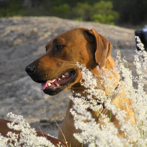 The Rhodesian Ridgeback | wine.co.za