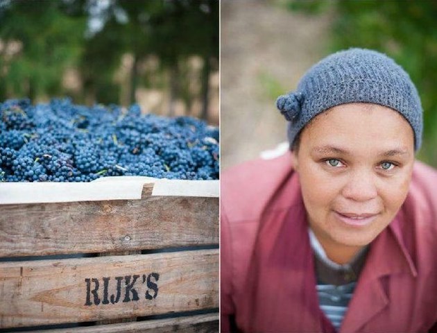 Harvesting our Pinotage bushvines | wine.co.za