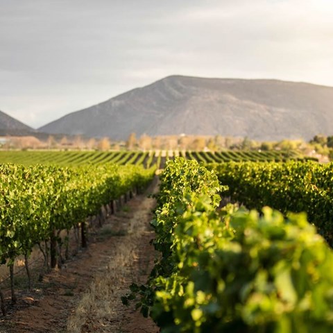 Introduction to Graham Beck Estate, Robertson | wine.co.za