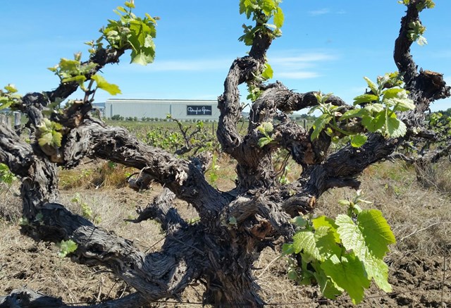 Our Viticultural Philosophy | wine.co.za