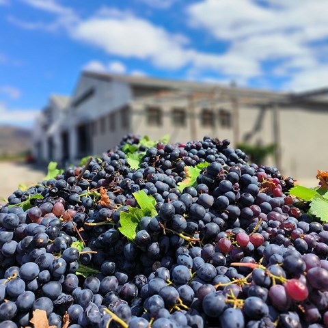 Cellars | wine.co.za