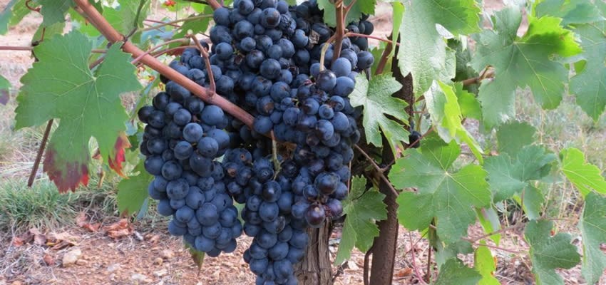 Landskroon Cinsaut 2020, served chilled with Vickie de Beer’s Chinese ...