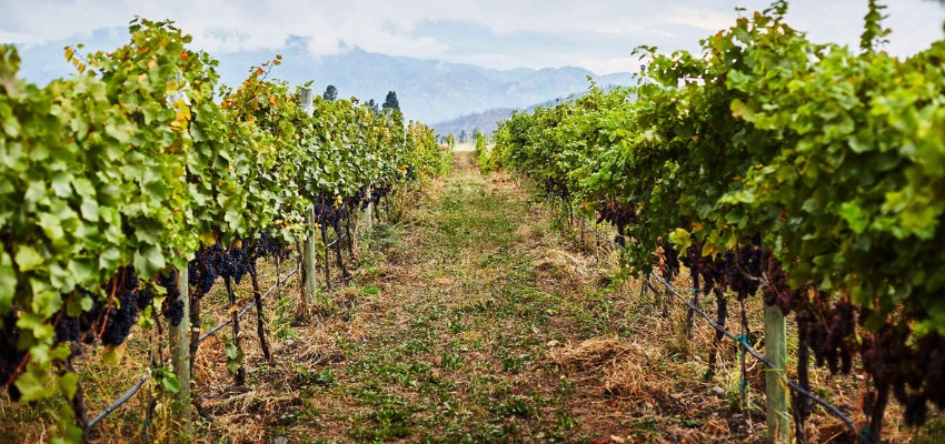 Does biodynamic farming improve wine? Experts weigh in | wine.co.za