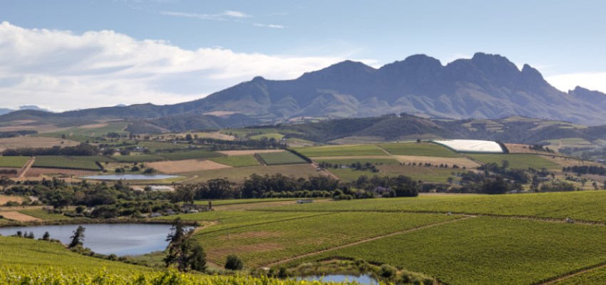Celebrations, awards and milestones at Simonsig Wine Estate | wine.co.za