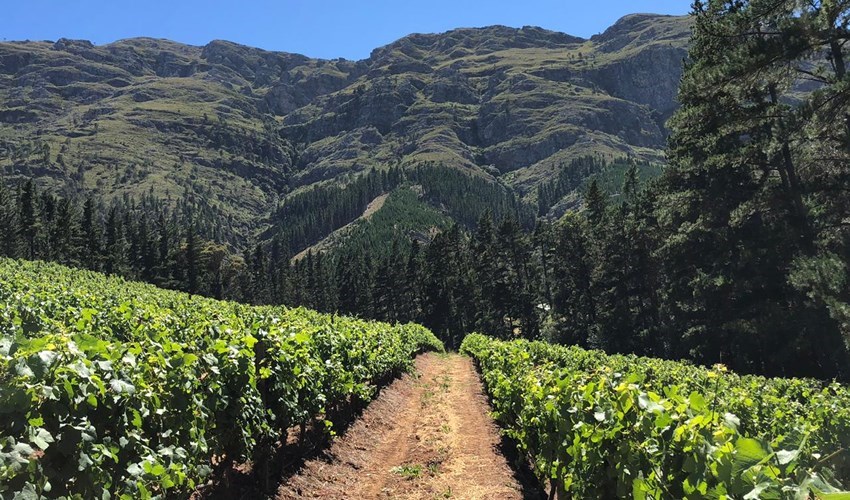 Gerné van Zyl joins Chamonix as assistant winemaker | wine.co.za